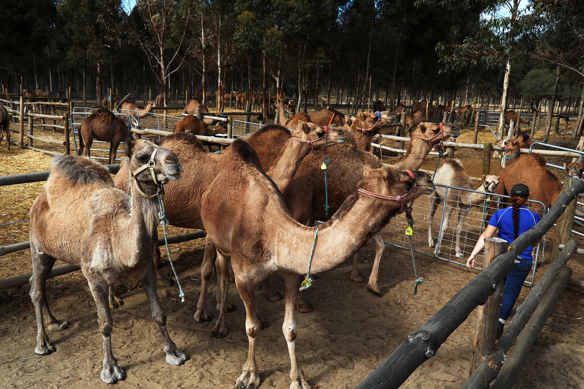 The world wants more camel milk and Australia can help – Good Earth Dairy